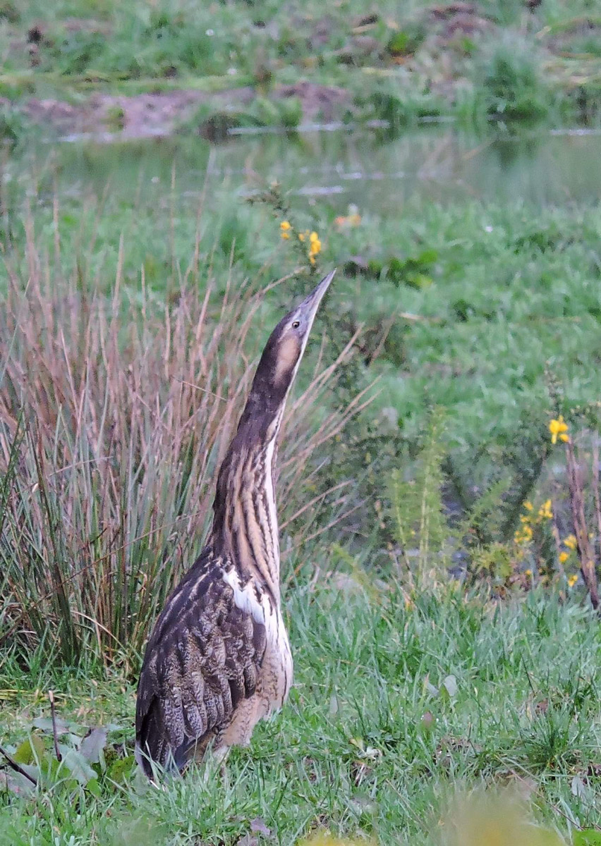 Quinney the Bittern | Karamea.nz