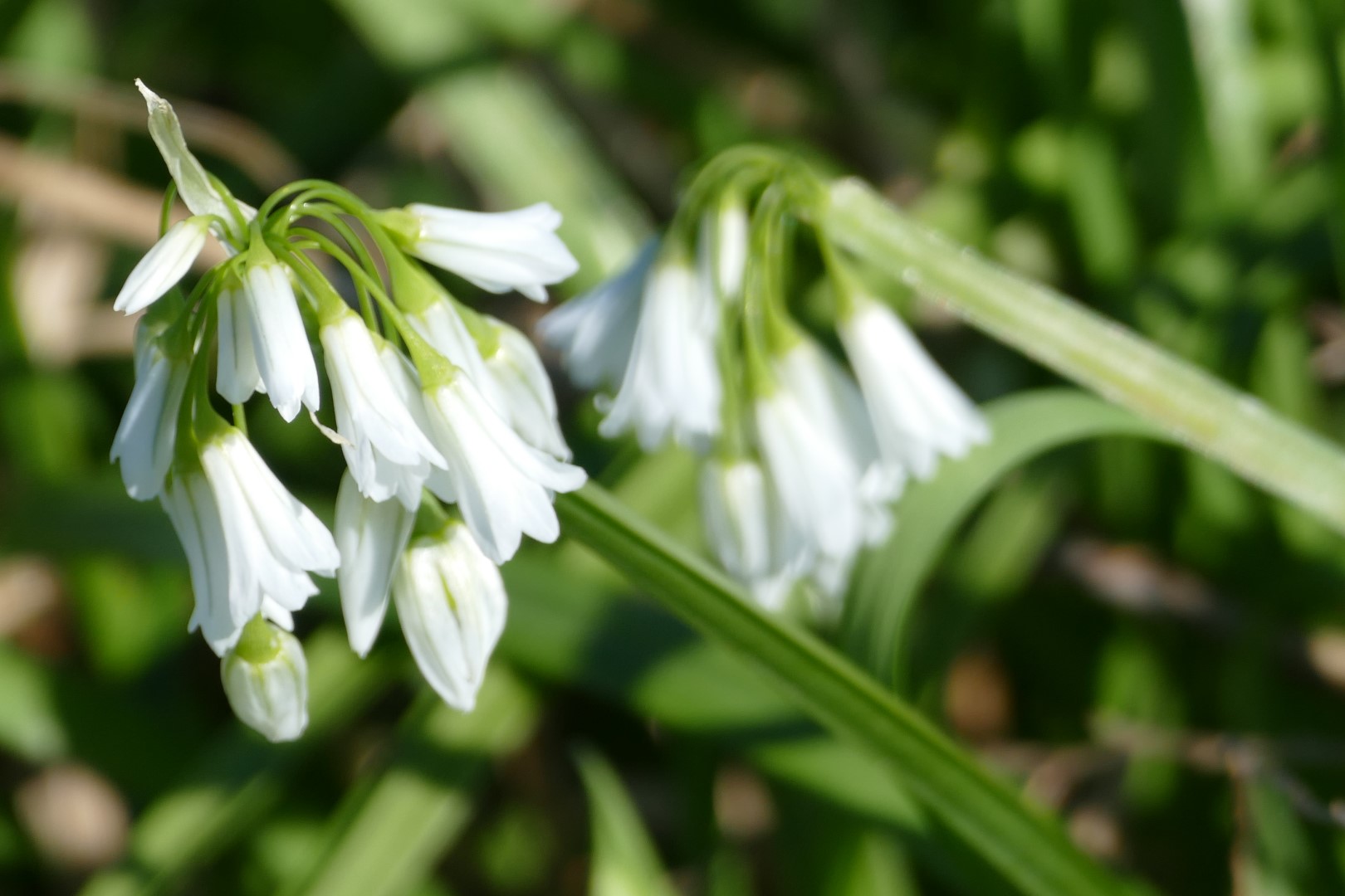 Allium triquetrum | Karamea.nz