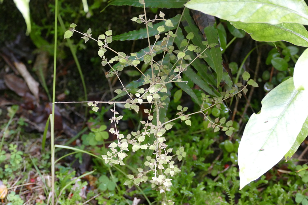 Coprosma areolata | Karamea.nz