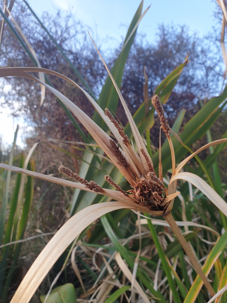 Cyperus ustulatus | Karamea.nz