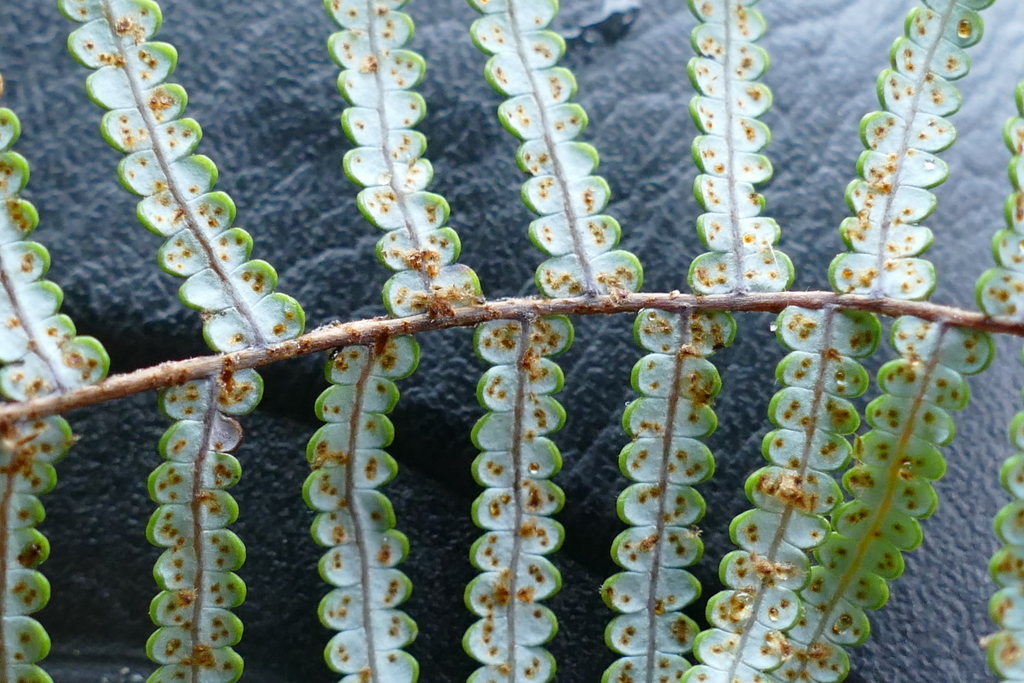 Gleichenia inclusisora | Karamea.nz