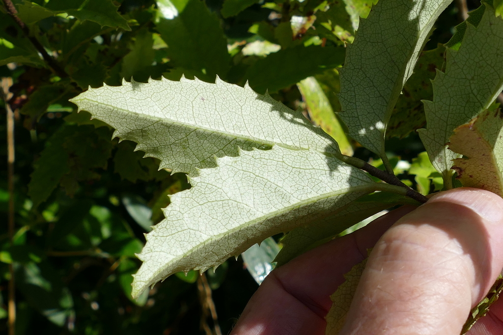 Haloragis erecta | Karamea.nz