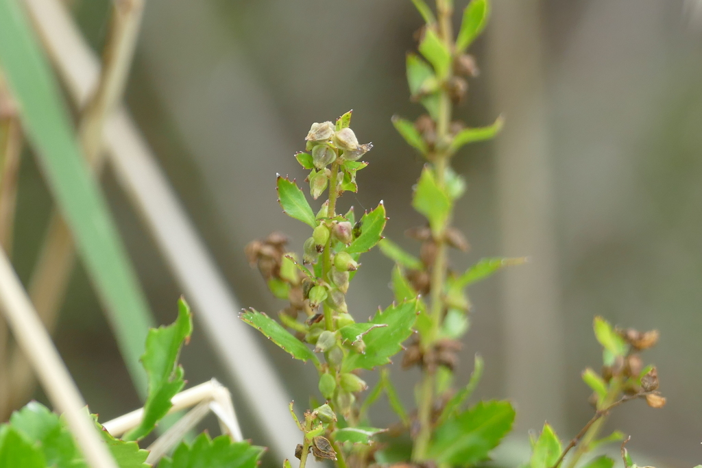 Haloragis erecta | Karamea.nz
