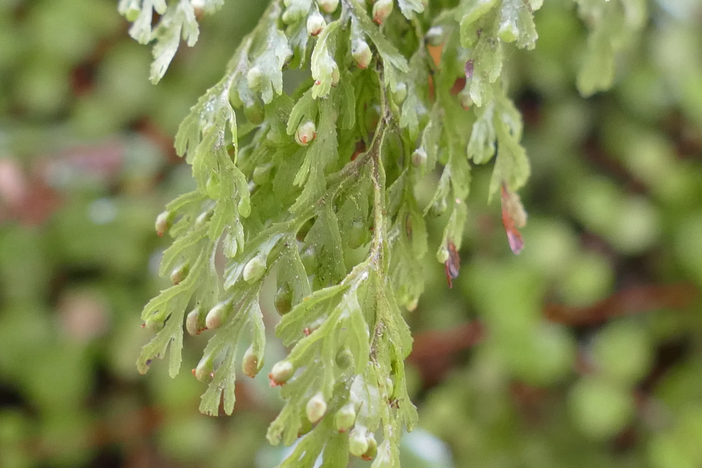 Hymenophyllum bivalve | Karamea.nz