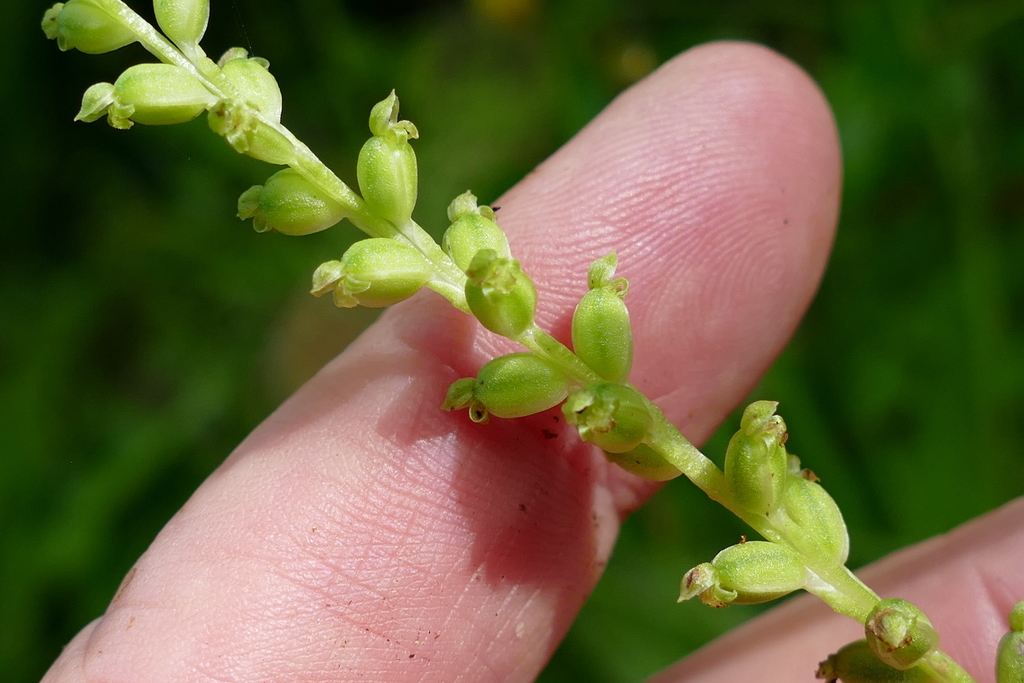 Microtis unifolia | Karamea.nz