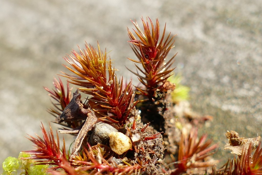 Polytrichum juniperinum | Karamea.nz