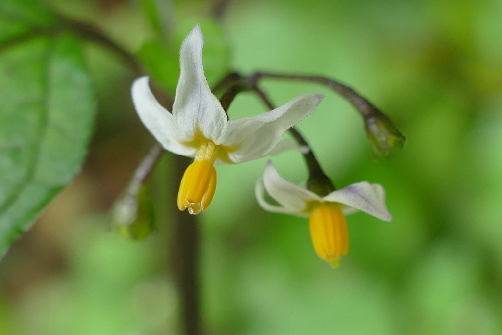 Solanum nigrum | Karamea.nz