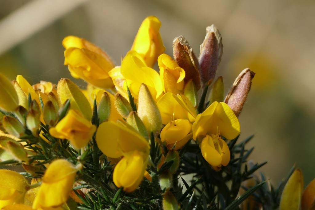 Ulex europaeus | Karamea.nz