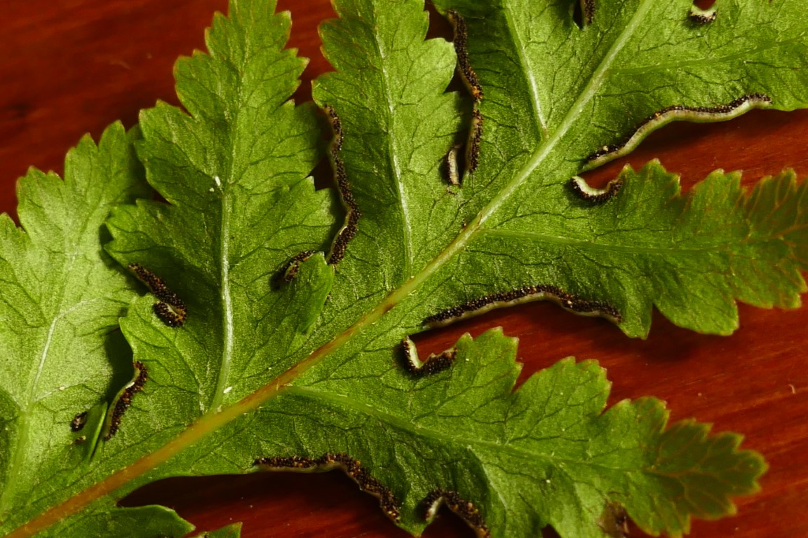 Sweet fern - Pteris macilenta - some differences | Karamea.nz