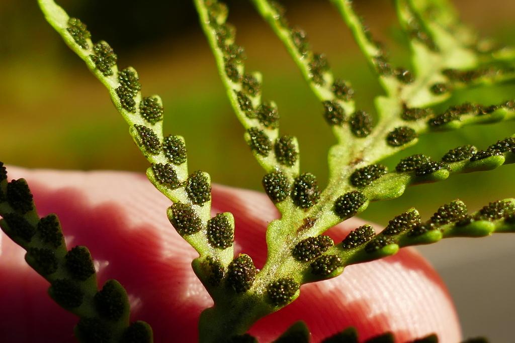 Guided Fern Walk | Karamea.nz