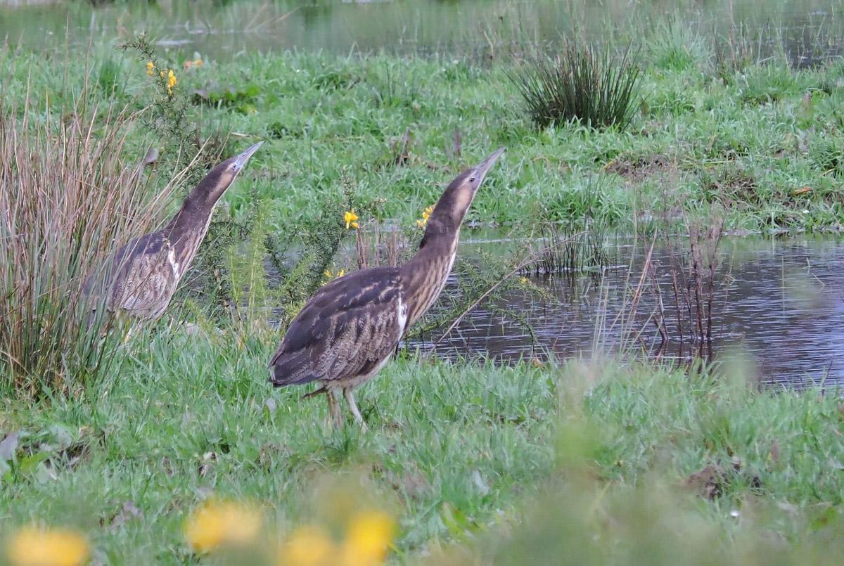 Quinney the Bittern | Karamea.nz