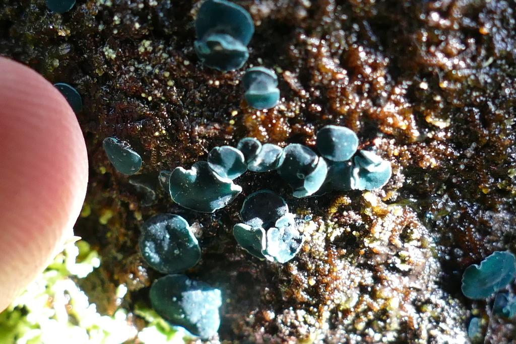 Chlorociboria | Karamea.nz