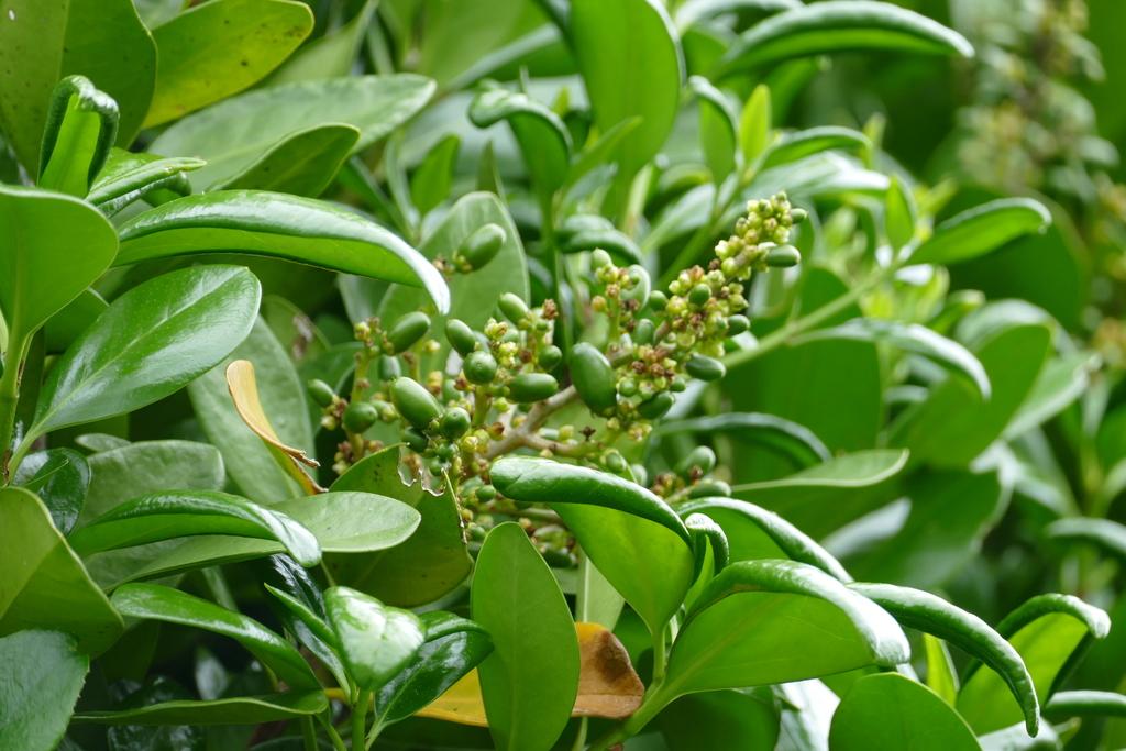Corynocarpus laevigatus | Karamea.nz