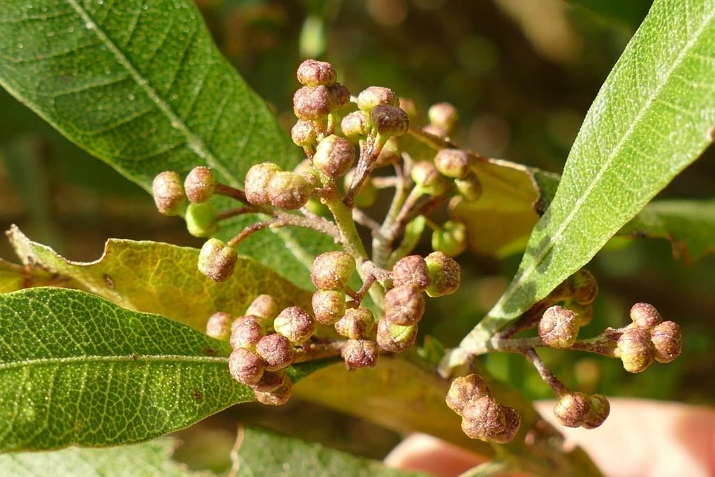 Dodonaea viscosa | Karamea.nz