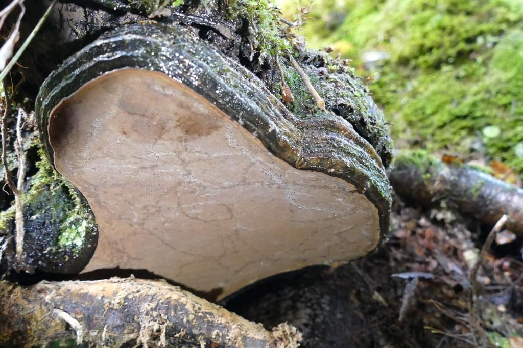 Ganoderma | Karamea.nz