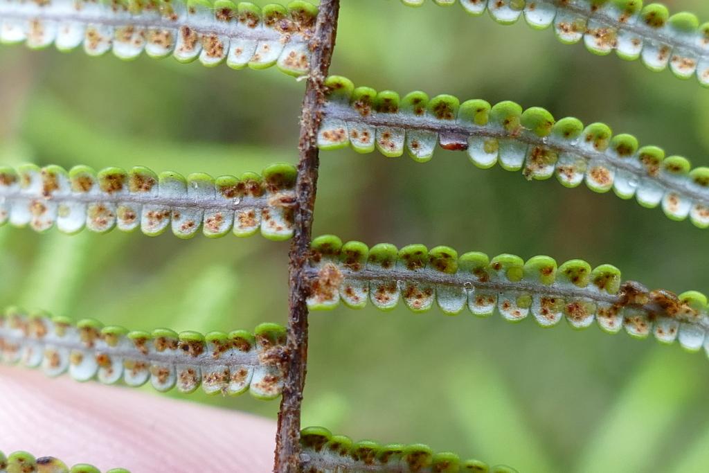 Gleichenia inclusisora | Karamea.nz