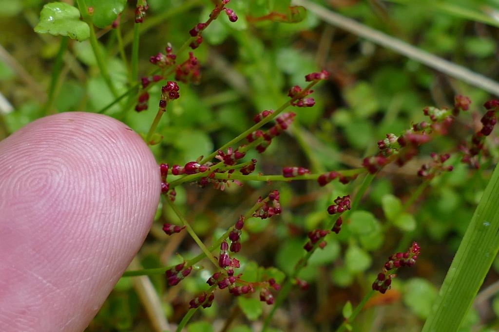 Gonocarpus micranthus micranthus | Karamea.nz