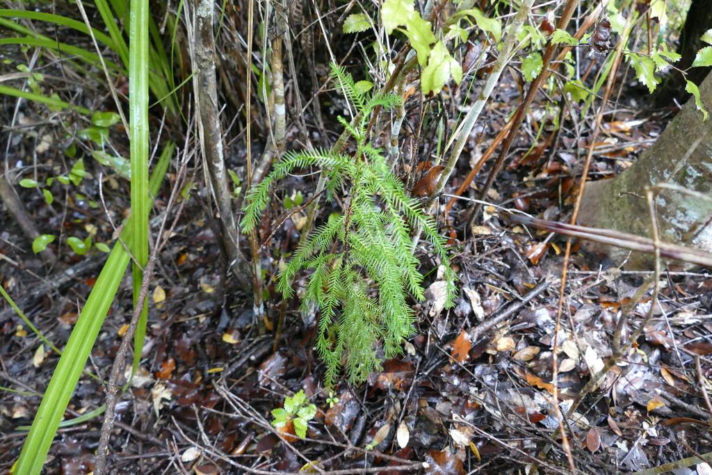 Manoao colensoi | Karamea.nz