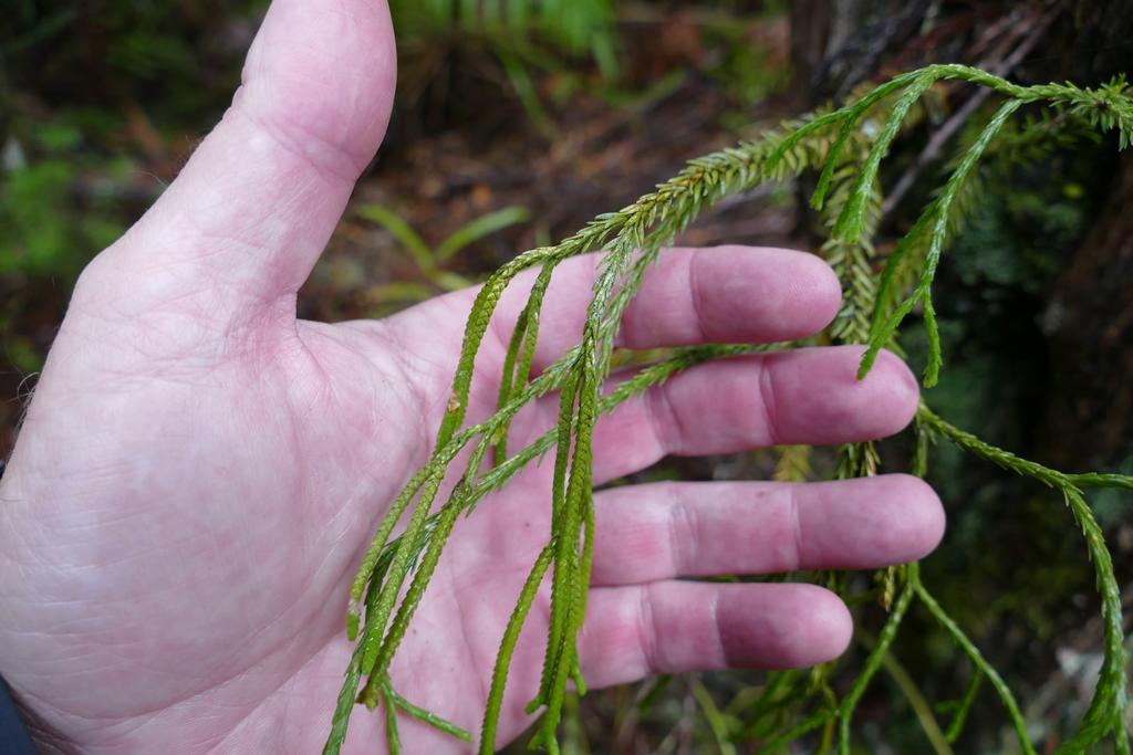 Phlegmariurus billardierei | Karamea.nz