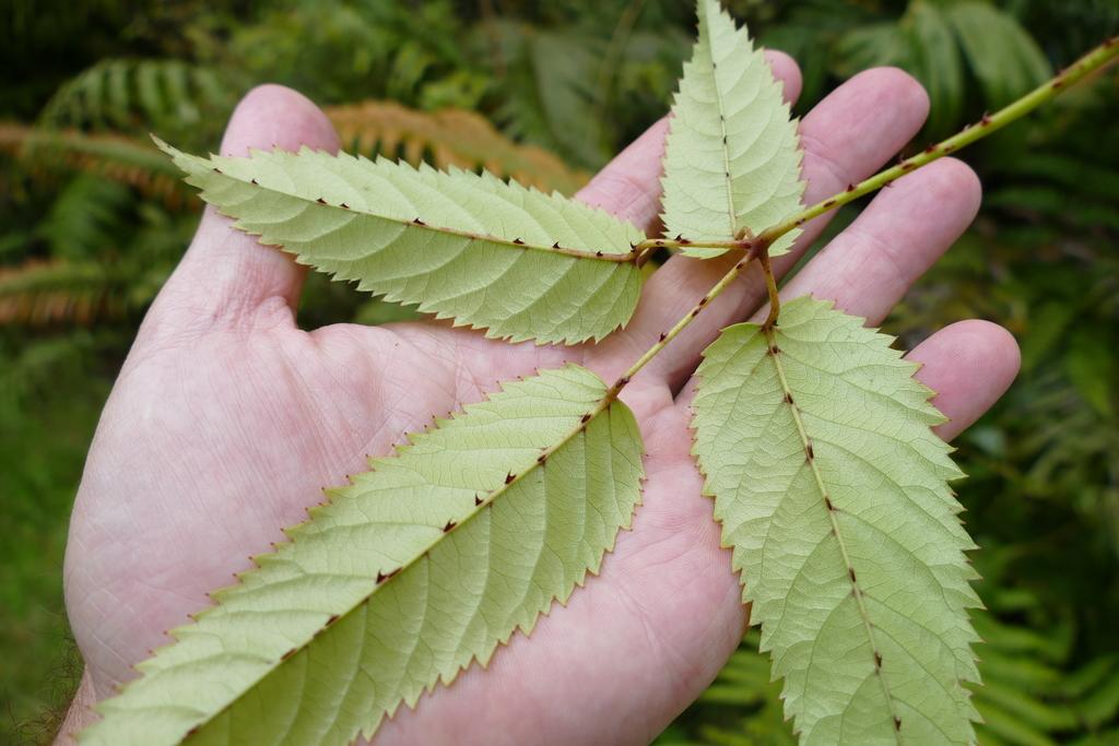 Rubus cissoides | Karamea.nz