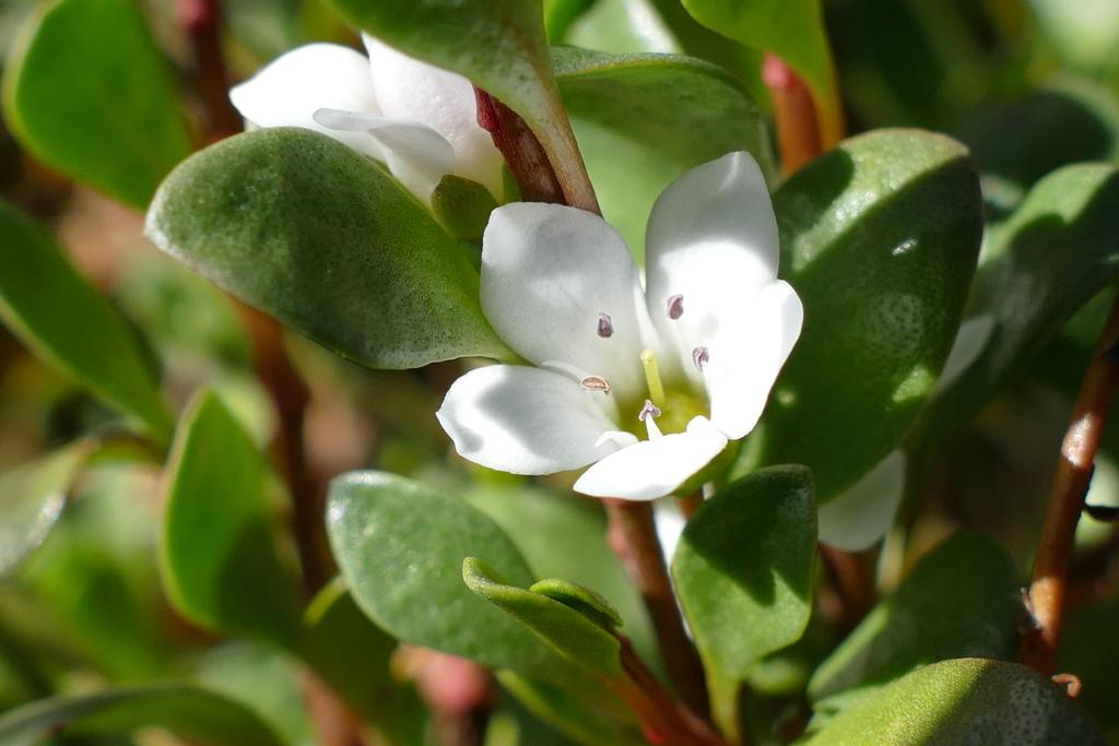 Samolus repens | Karamea.nz