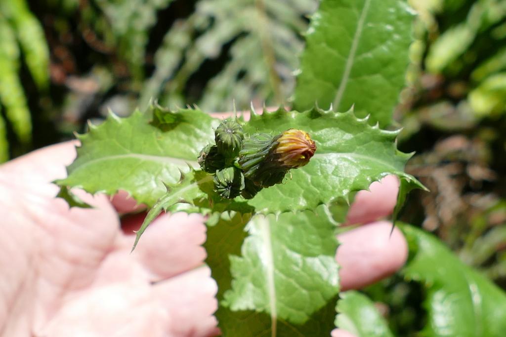 Sonchus oleraceus | Karamea.nz